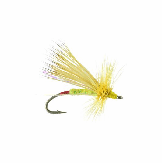 Hairy Yellow Sally - Stoneflies