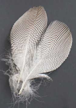 Pintail Flank Feathers - Natural Pintail Feathers