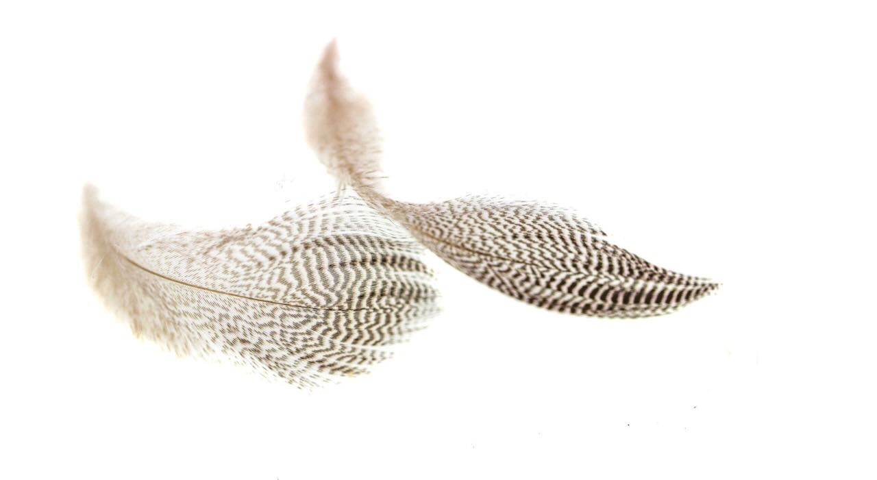 Pintail Flank Feathers - Natural Pintail Feathers