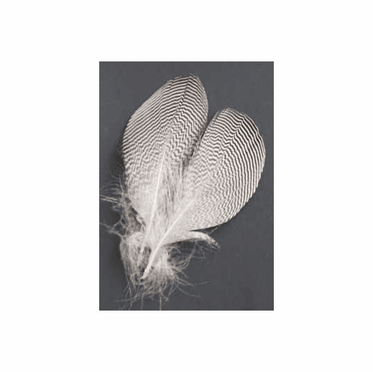 Pintail Flank Feathers - Natural Pintail Feathers