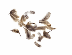 Duck, Goose, Turkey, Hen, & Partridge Feathers for Fly Tying