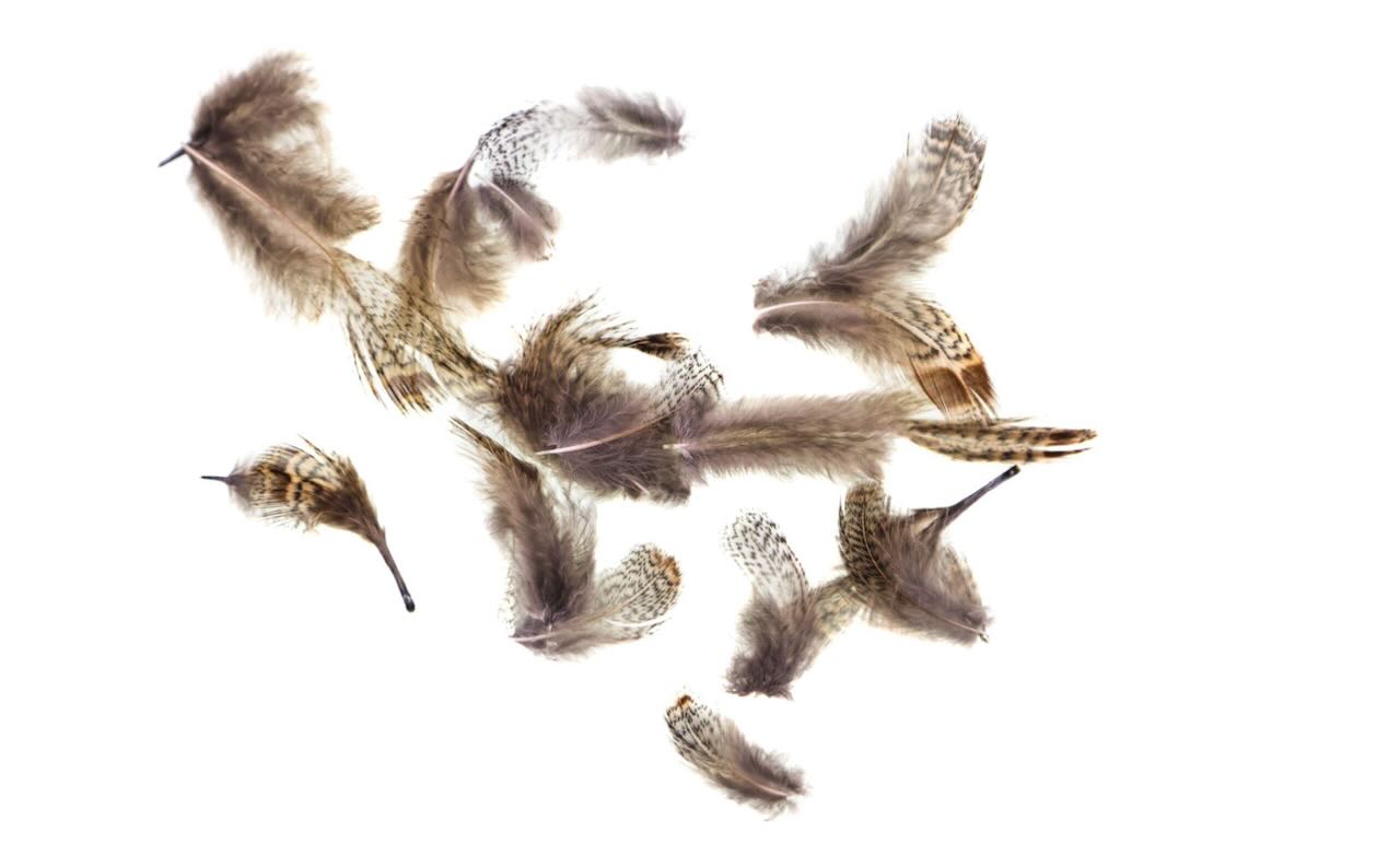 Premium Hungarian Partridge Feathers - Fly Tying Soft Hackle Feathers