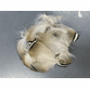 Hareline Wood Duck Flank: Fly Tying Feathers Materials Supplies