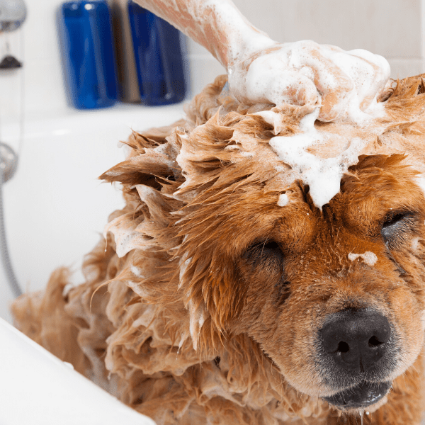 Extra Foaming Dog Shampoo
