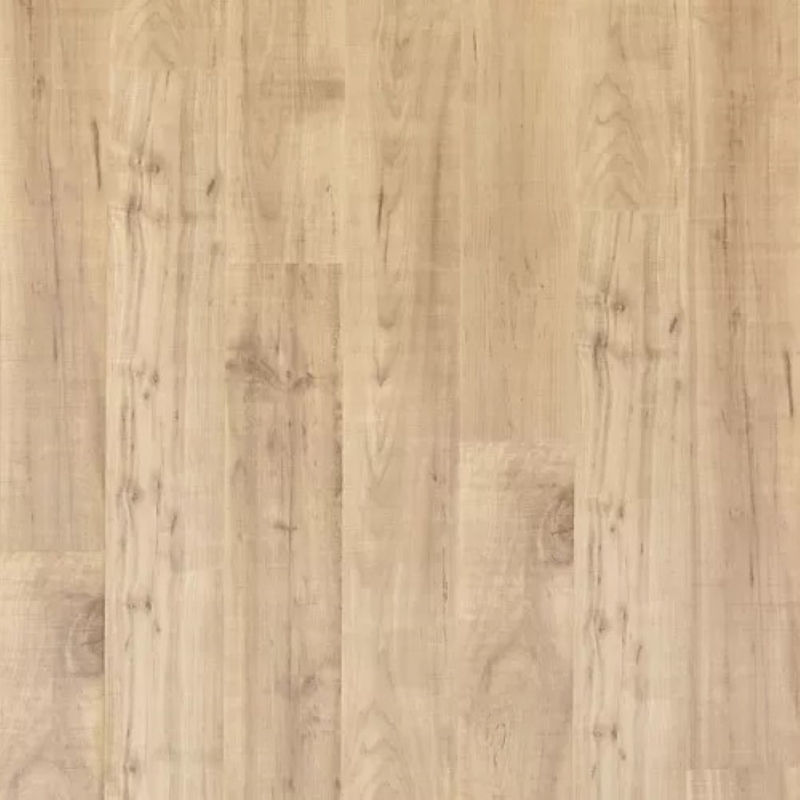 Mohawk Ellenwood Maple Sapling