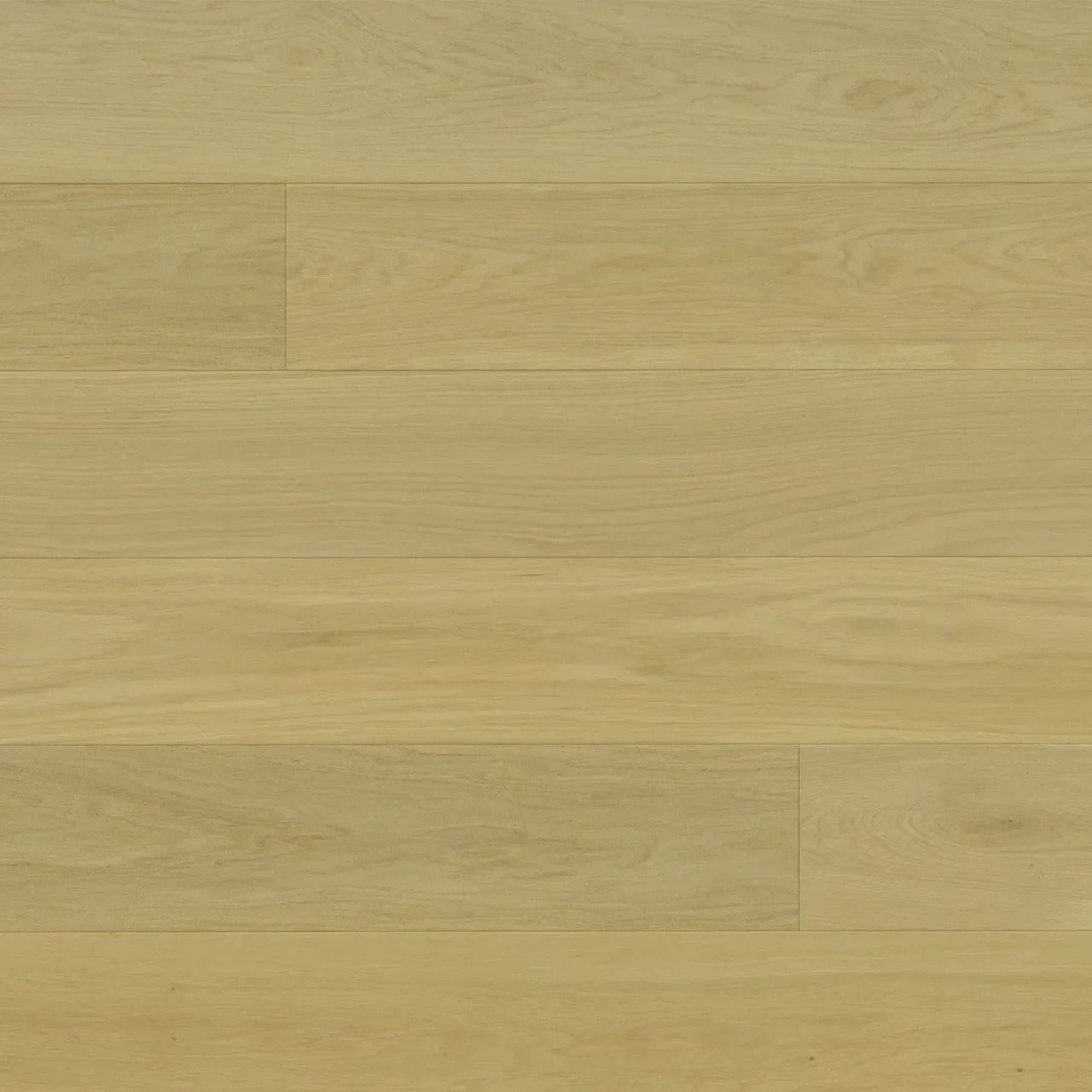 Monarch Regent Carolina