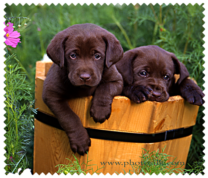 Cute Brown Lab Puppy