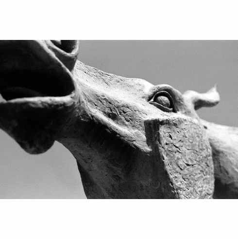 Orwo NP55 ISO 64 Black and White Negative Film 35mm x 36 Exp - Orwo ...