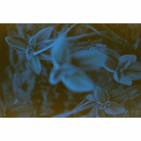 Ultrafine JAZZY BLUES Experimental Color Print Film 35mm x 36 ISO 25 ...