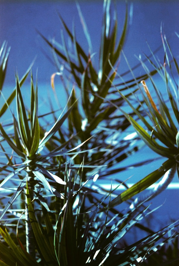 Ultrafine JAZZY BLUES Experimental Color Print Film 35mm x 36 ISO 25 ...