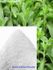 Bulk Stevia Extract Pure Powder Standardized 90% Steviol Glycosides