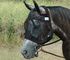 Cashel Quiet Ride Fly Mask Standard