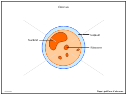 Coccus Diagram