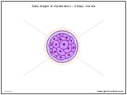 Morula Diagram