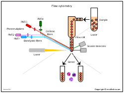 Flow Cytometry Diagram