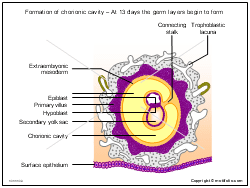 Chorionic Cavity