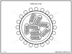 Virus Drawing Labeled