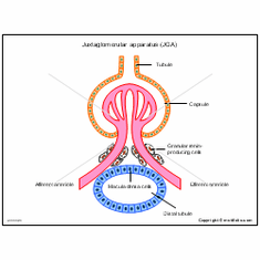 Juxtaglomerular Apparatus Model