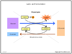 Lactic Acid Fermentation Diagram
