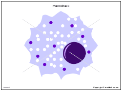 Macrophage Drawing