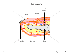 Nail structure Illustrations