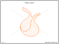 Simple Pituitary Gland Diagram