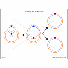Plasmid Dna Structure