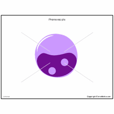 Promonocyte