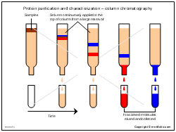 Column Chromatography Animation