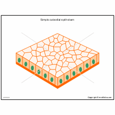 Simple Cuboidal Epithelium Diagram