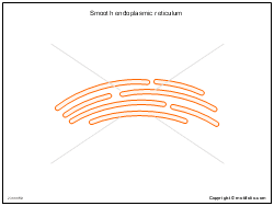 Smooth Endoplasmic Reticulum Diagram