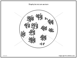 Staphylococcus Bacteria Diagram