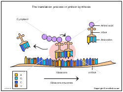 Simple Protein Synthesis Animation