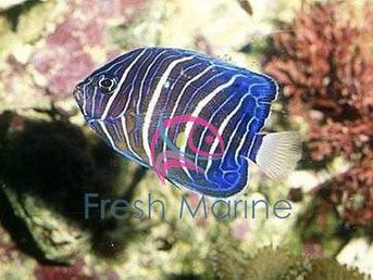 FreshMarine.com - Annularis Angelfish - Pomacanthus annularis - Buy ...