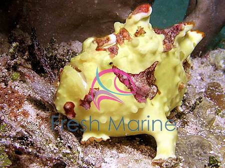 FreshMarine.com - Assorted Angler - Antennarius species - Frogfish ...