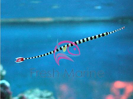 FreshMarine.com - Banded Pipefish - Doryrhamphus dactyliophorus ...