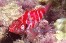 FreshMarine.com - Red Hawkfish - Cyprinocirrhites polyactus - Lyretail ...