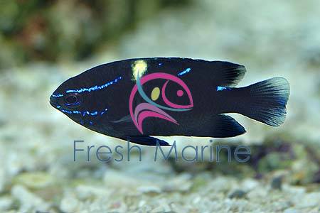 FreshMarine.com - Blue Velvet Damsel - Paraglyphidodon oxyodon - Buy ...
