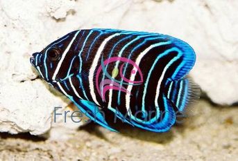 FreshMarine.com - Blueface Angel - Pomacanthus xanthometopon - Buy ...