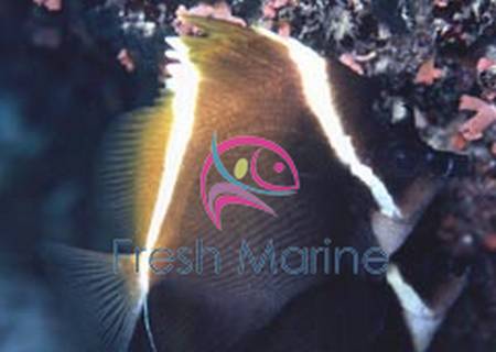 FreshMarine.com - Brown Heniochus Butterfly - Heniochus varius ...
