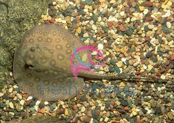 FreshMarine.com - California Spotted Stingray - Urolophus halleri - Buy ...