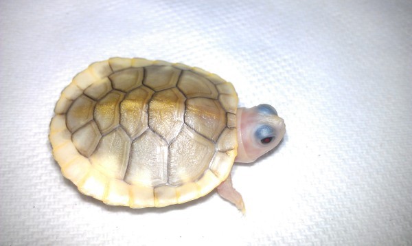Caramel Albino Snapping Turtle