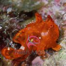 FreshMarine.com - Wartskin Frogfish / Angler - Antennarius maculatus ...
