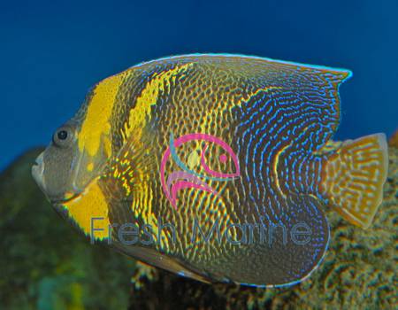 FreshMarine.com - Cortez Angel - Pomacanthus zonipectus - Buy Cheap ...