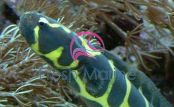 FreshMarine.com - Engineer Goby - Pholidichthys leucotaenia - Engineer ...