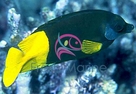 FreshMarine.com - Foxface Rabbitfish - Lo vulpinus - Buy Cheap Foxface ...
