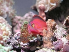 FreshMarine.com - Geometric Pygmy Hawkfish - Plectranthias Species ...