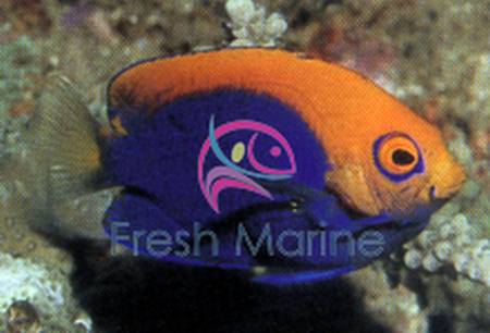 FreshMarine.com - Flameback Angel - African - Centropyge acanthops ...