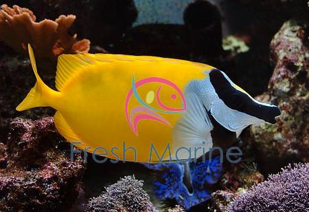 FreshMarine.com - Foxface Rabbitfish - Lo vulpinus - Buy Cheap Foxface ...