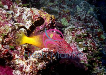 FreshMarine.com - Freckled Hawkfish - Paracirrhites forsteri - Buy ...